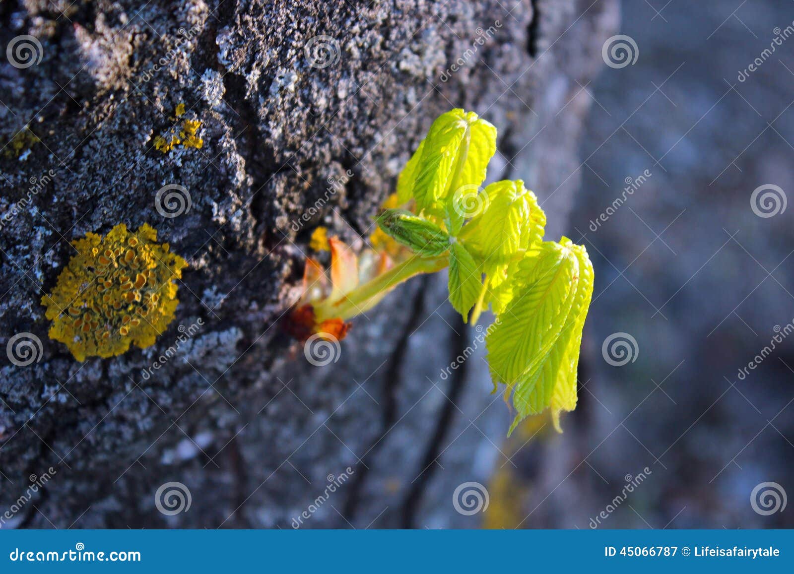 Tree sprout leaf stock image. Image of beautiful, sprout - 45066787