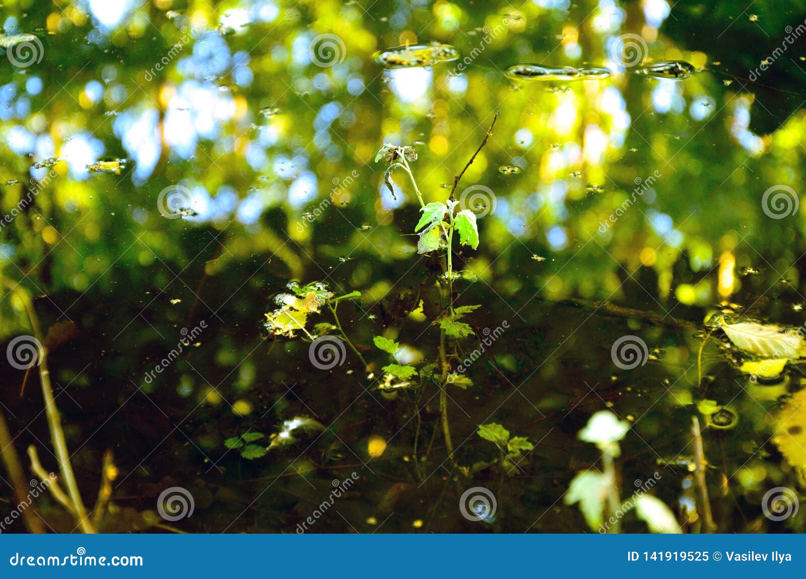 Tree Sprout in a Puddle of Water. Stock Image - Image of water, sprout ...