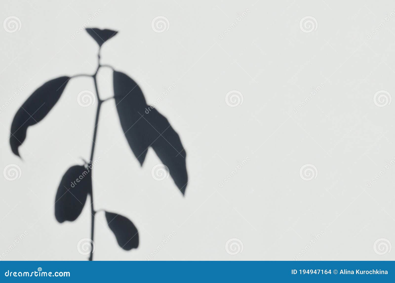 Tree Sprout Shadow on White Background. Close Up Stock Photo - Image of ...
