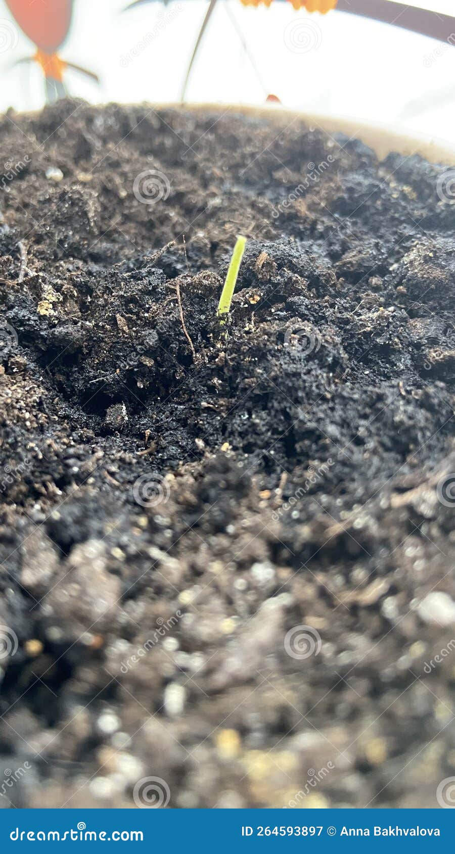 A Tree Sprout Sprouted from the Ground Stock Image - Image of geology ...