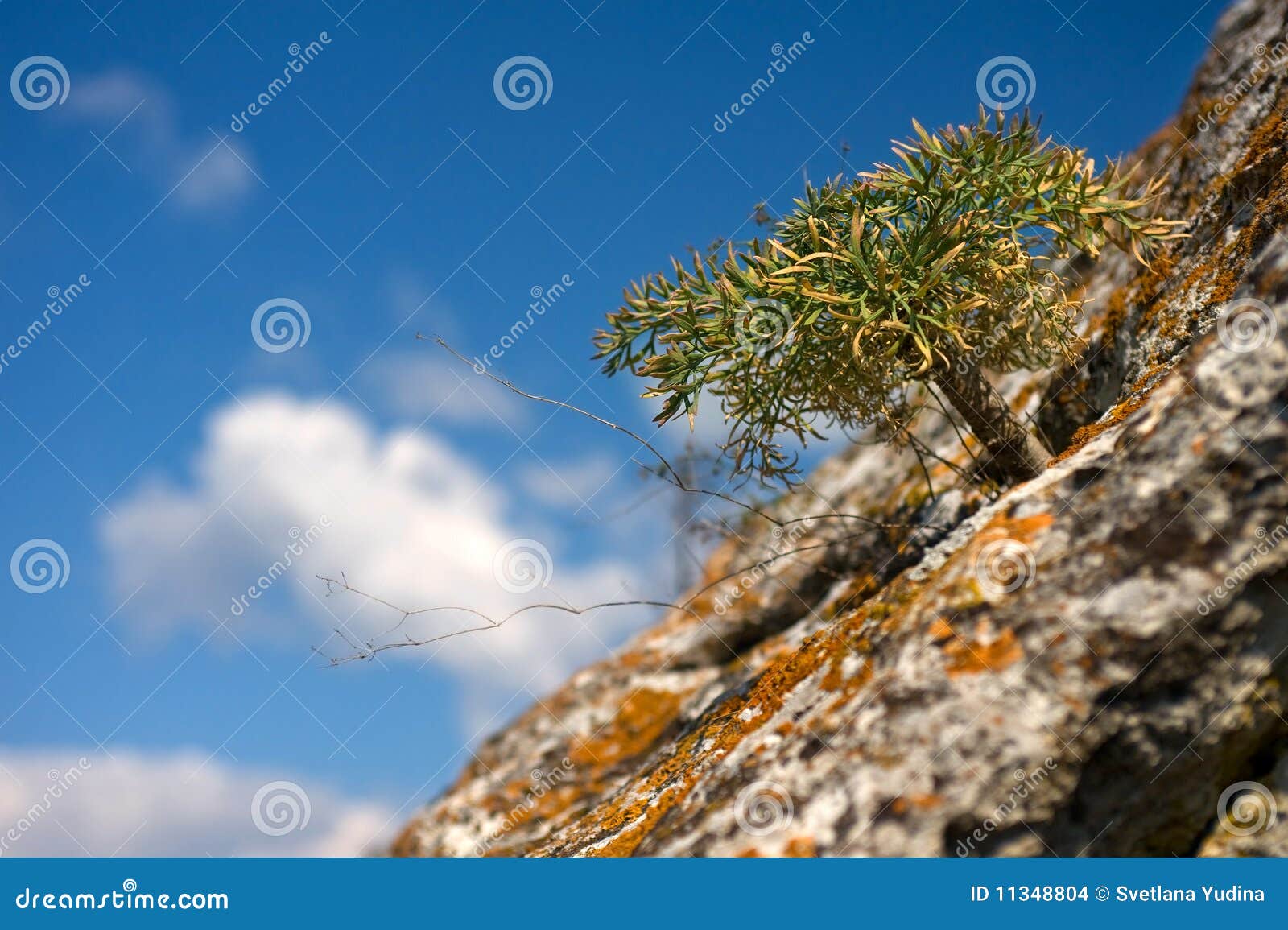 Tree sprout on the stone stock photo. Image of cliff - 11348804