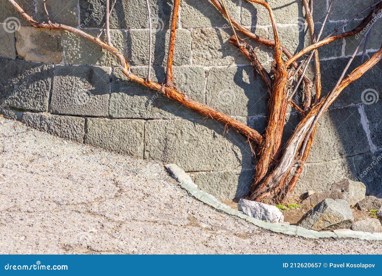A Tree Sprouted through a Stone Wall. Tree Roots on the Wall Stock ...
