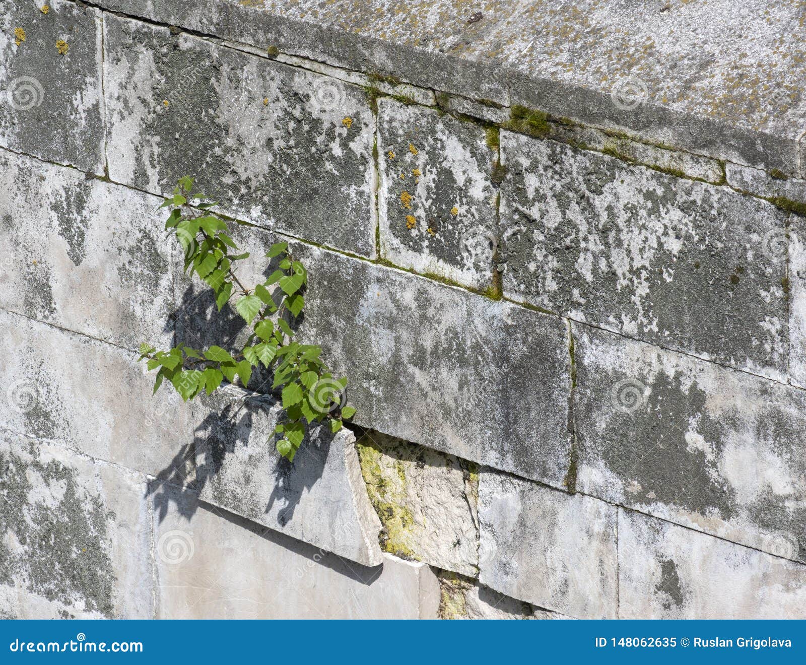 Tree sprouted in the wall stock image. Image of environment - 148062635