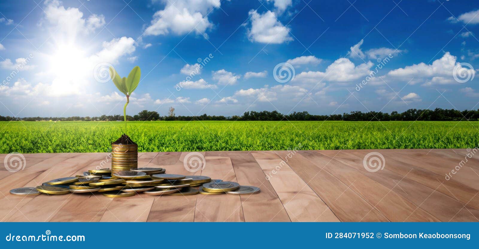 A Tree Sprouting Out of a Pile of Coins on a Wooden Table in Front of a ...