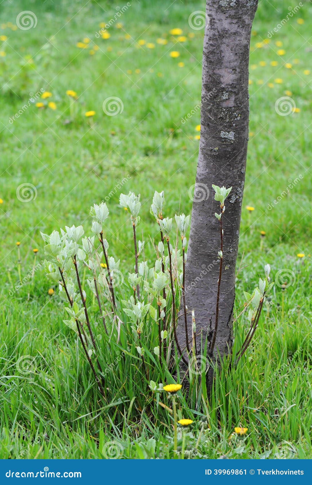 12,840 Tree Sprouts Stock Photos - Free & Royalty-Free Stock Photos ...