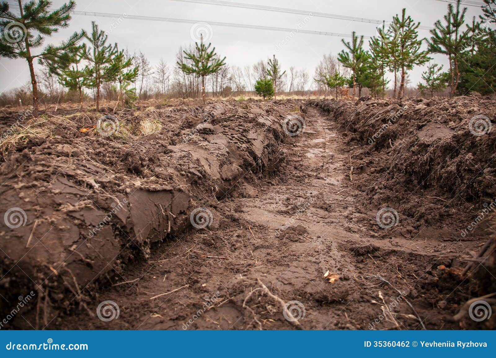 Tree Sprouts Planted in Forest among Big Trees Stock Photo - Image of ...