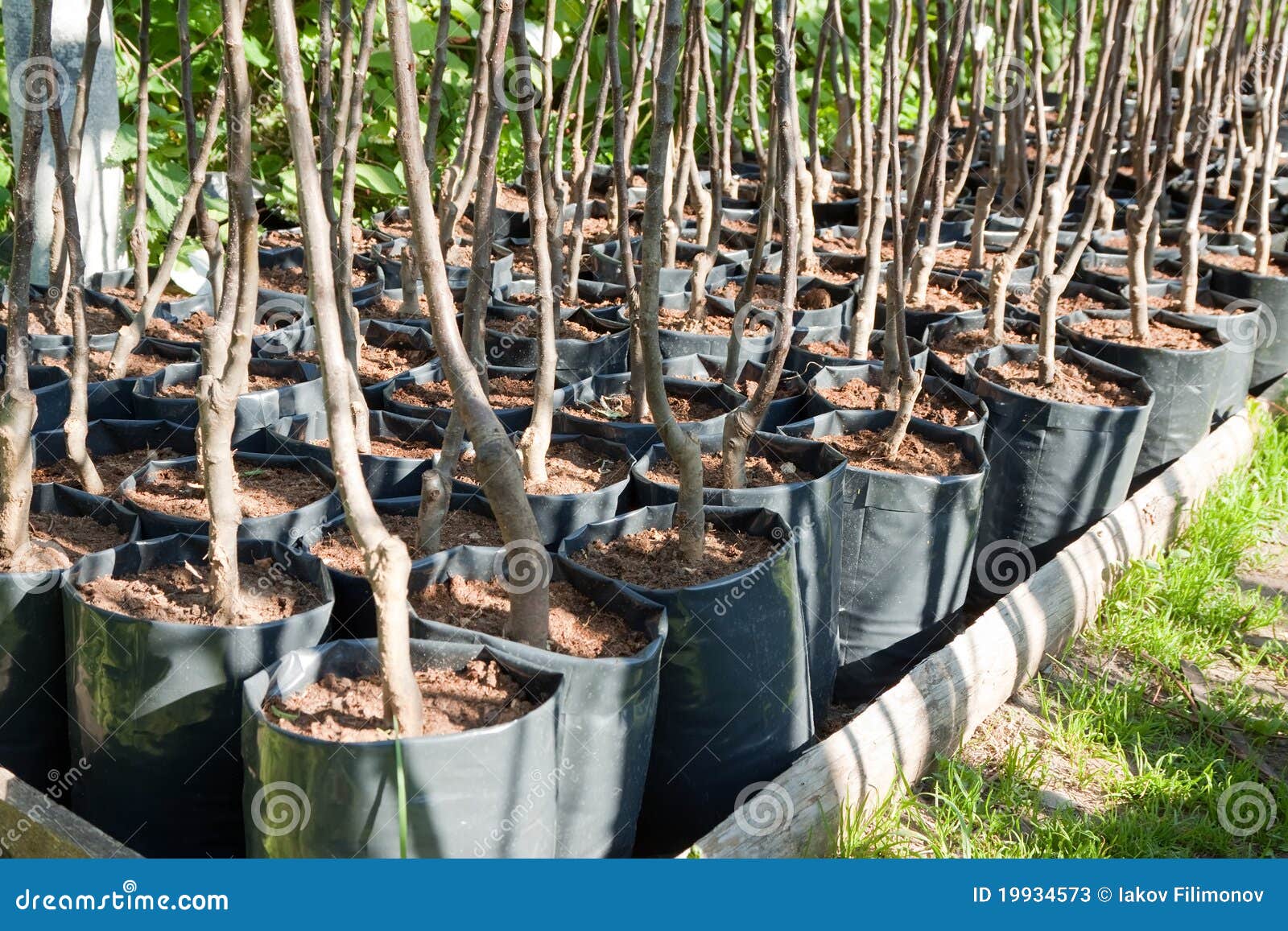 Tree sprouts in pots stock image. Image of farming, environment - 19934573