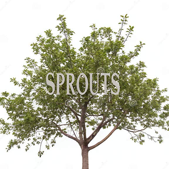 Tree with "Sprouts" Text Isolated on White Background Stock ...
