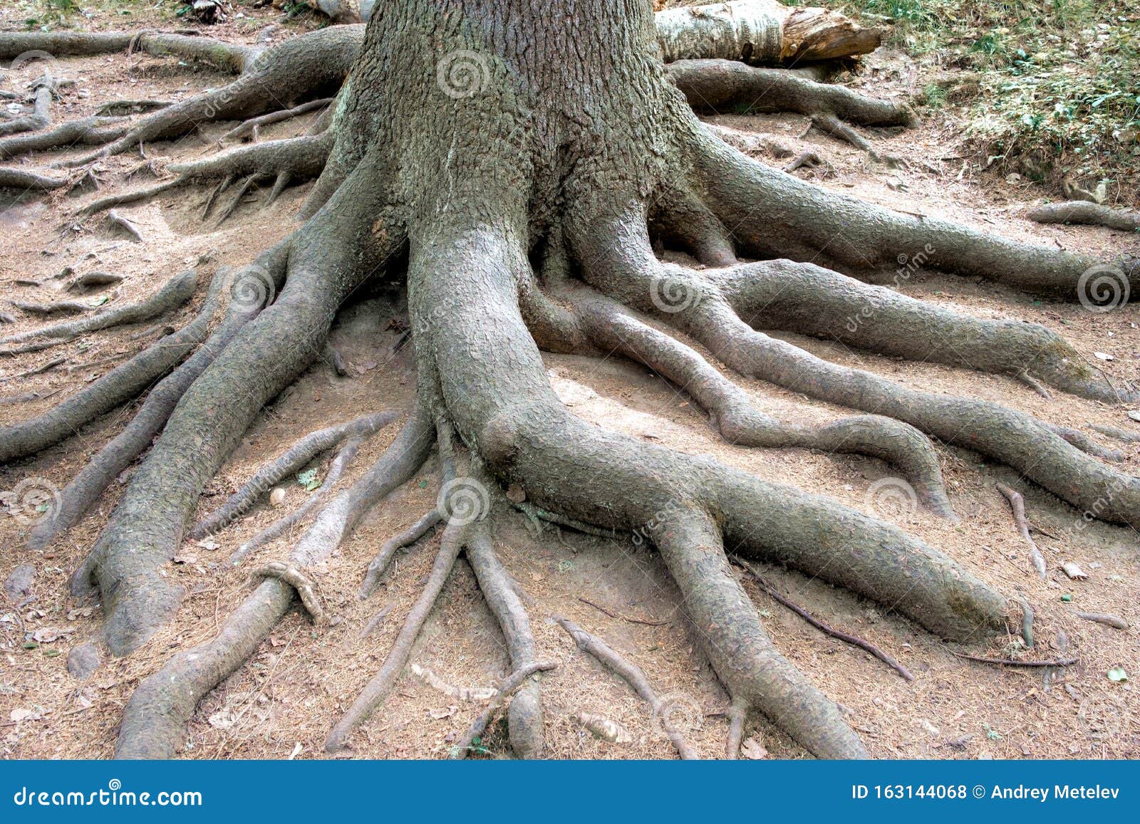 Tree Spruce Growing on the Ground with Huge Roots that Spread Over a ...