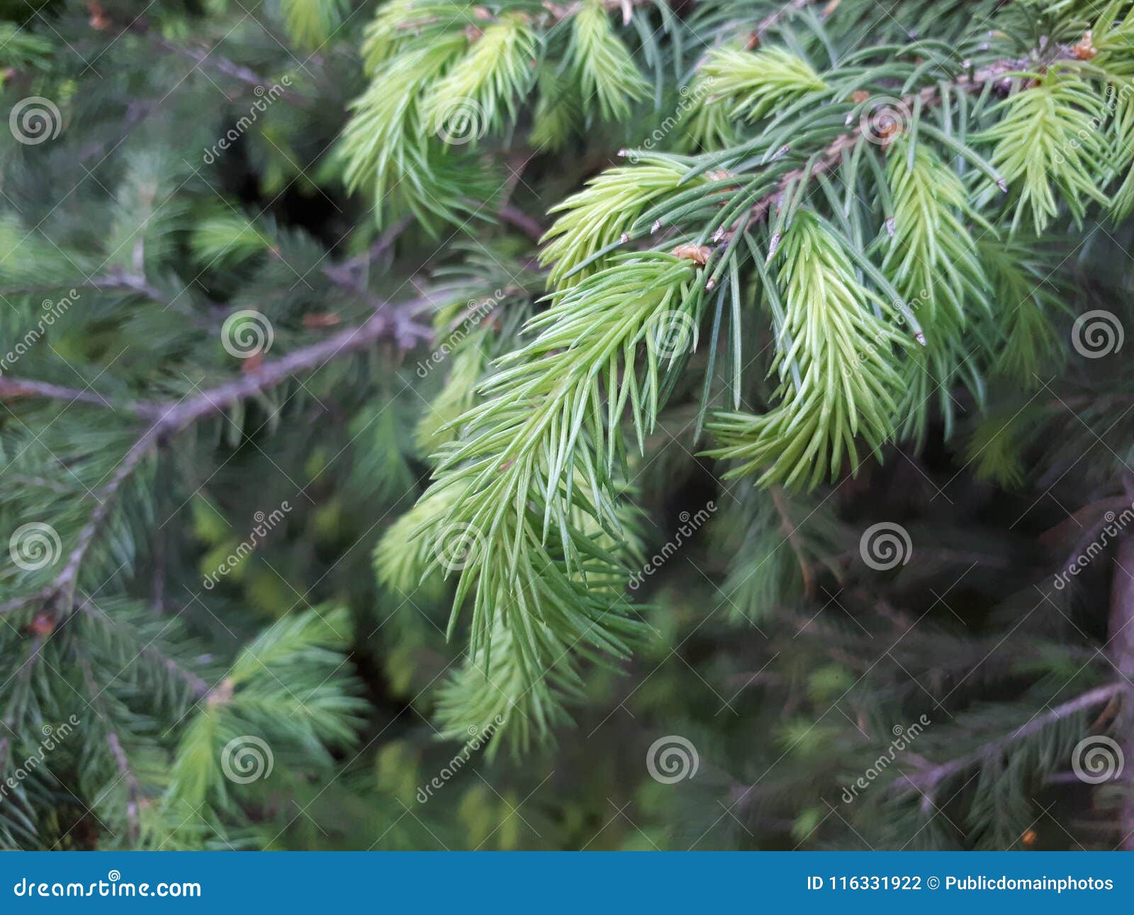 Tree, Spruce, Pine Family, Conifer Picture. Image: 116331922