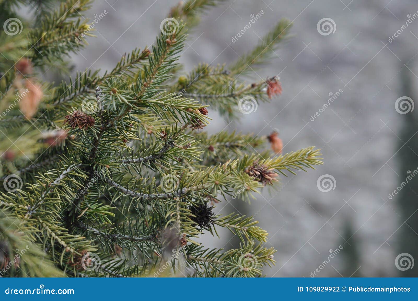 Tree, Spruce, Pine Family, Vegetation Picture. Image: 109829922