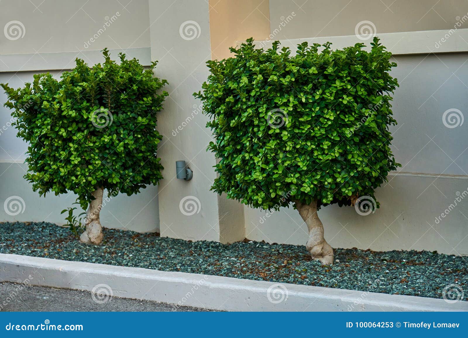 Rectangular Boxwood Topiary. Buxus Sempervirens. Small Boxwood Trees ...