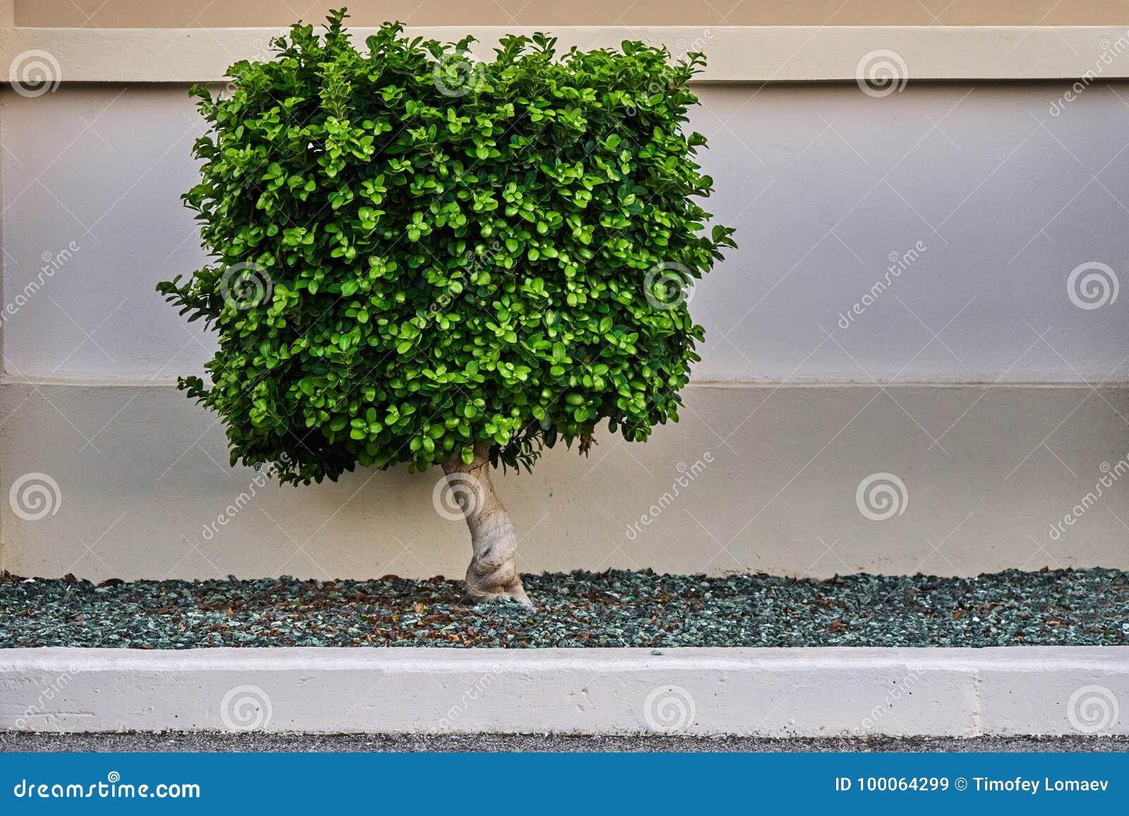 Rectangular Boxwood Topiary. Buxus Sempervirens. Small Boxwood Trees ...