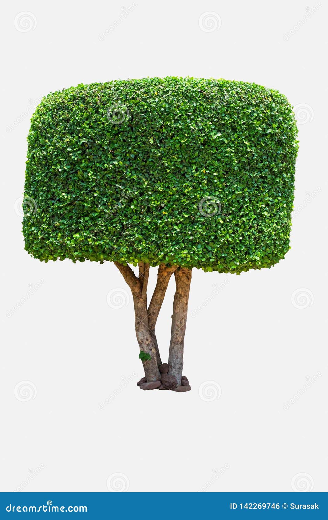 Square Shape Tree on White with Clipping Path Stock Photo - Image of ...