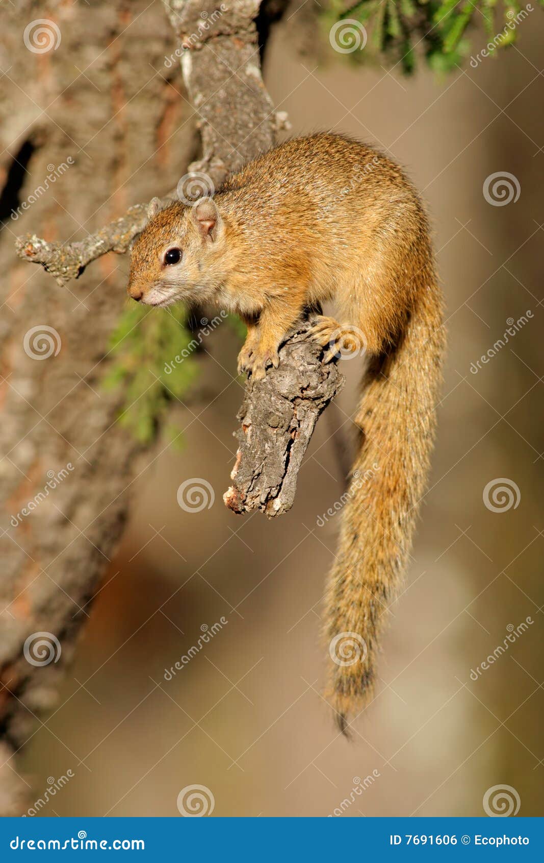 Tree squirrel stock photo. Image of nature, hair, eyes - 7691606
