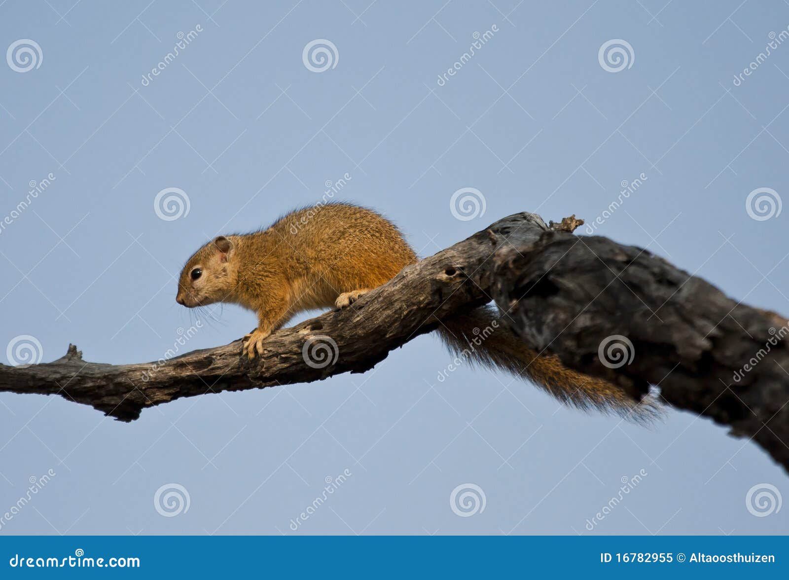 Tree squirrel on a branch stock image. Image of nature - 16782955