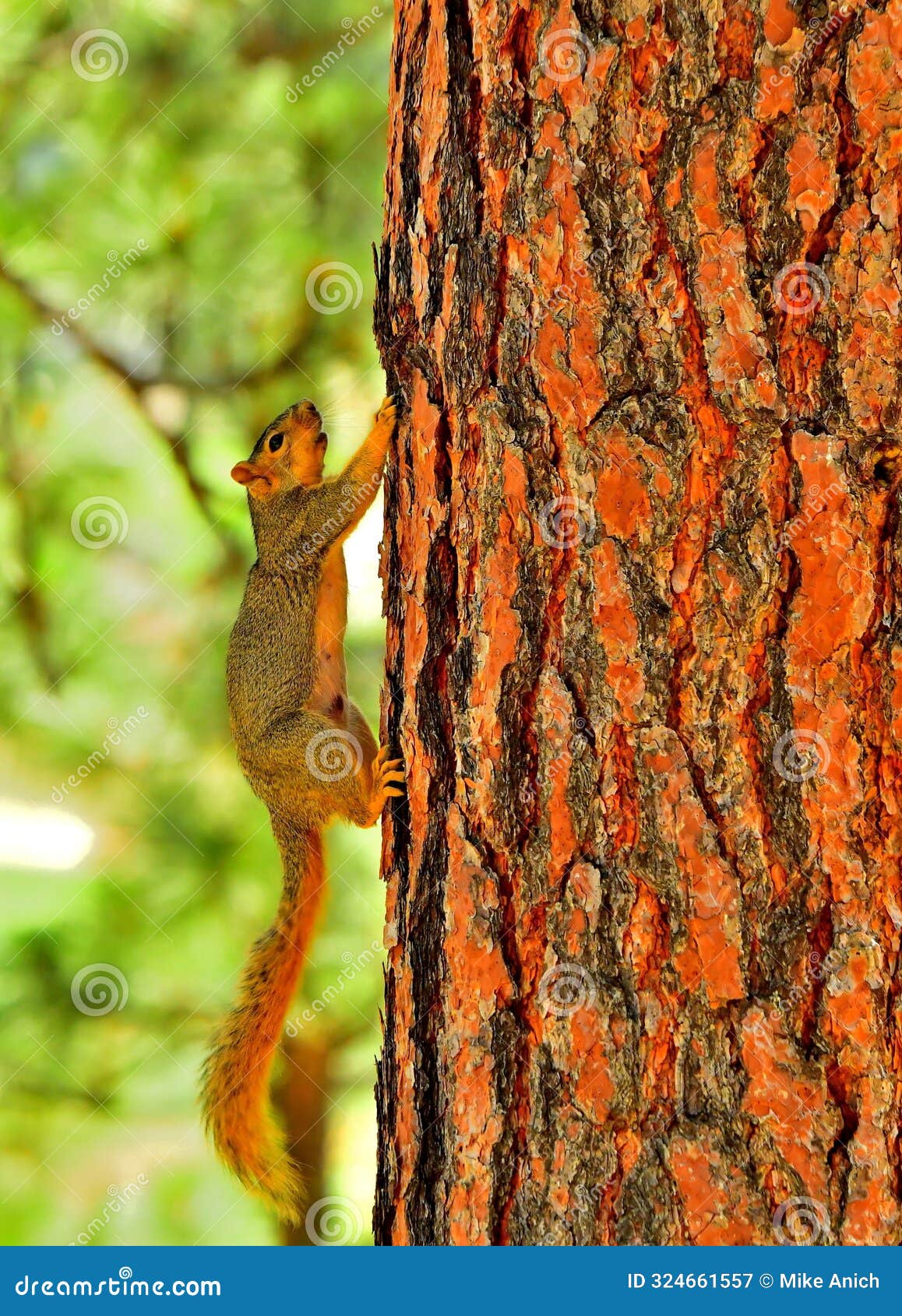 Tree Squirrel on a Pine Tree, Montana. Stock Image - Image of mountains ...
