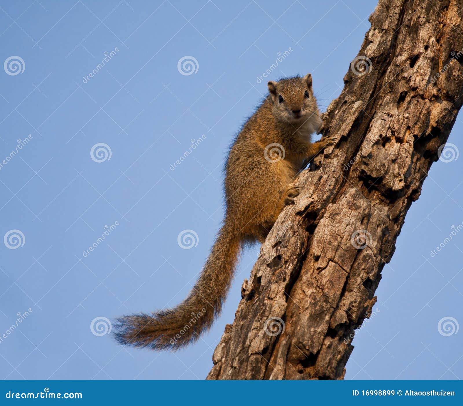 Tree Squirrel Climbing Up a Branch Stock Image - Image of reflection ...