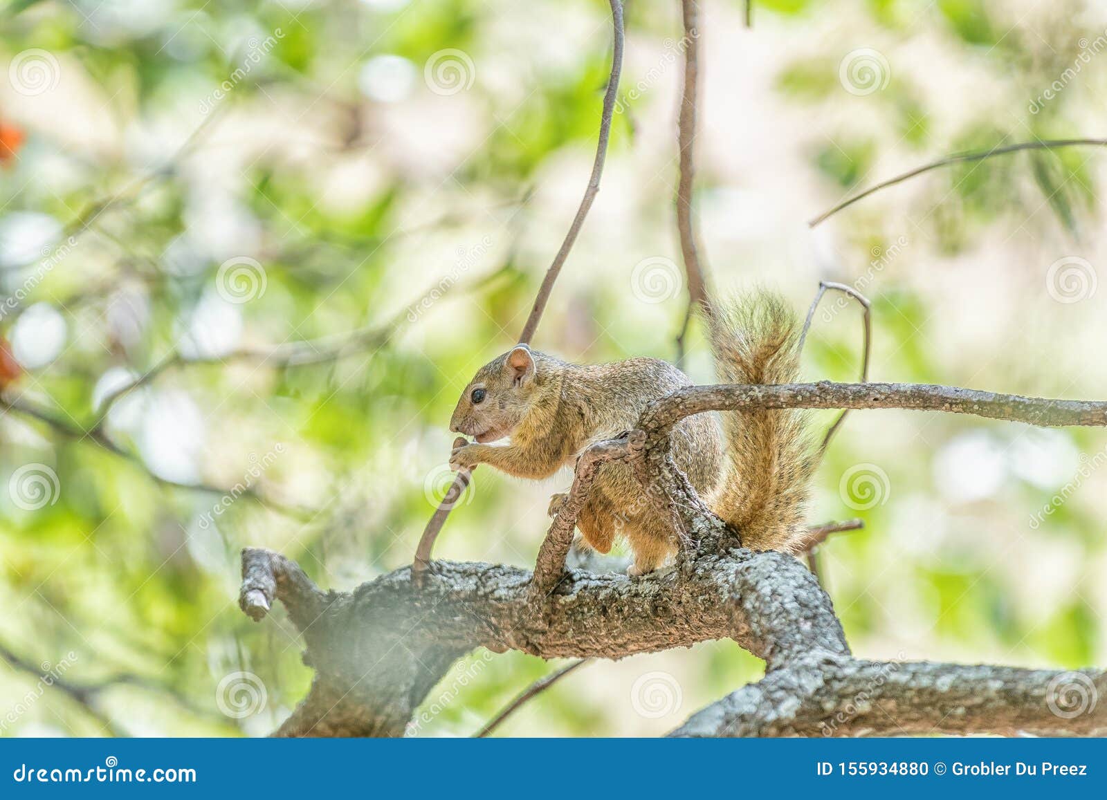 Tree Squirrel Eating an Acorn Stock Photo - Image of parexerus, fall ...