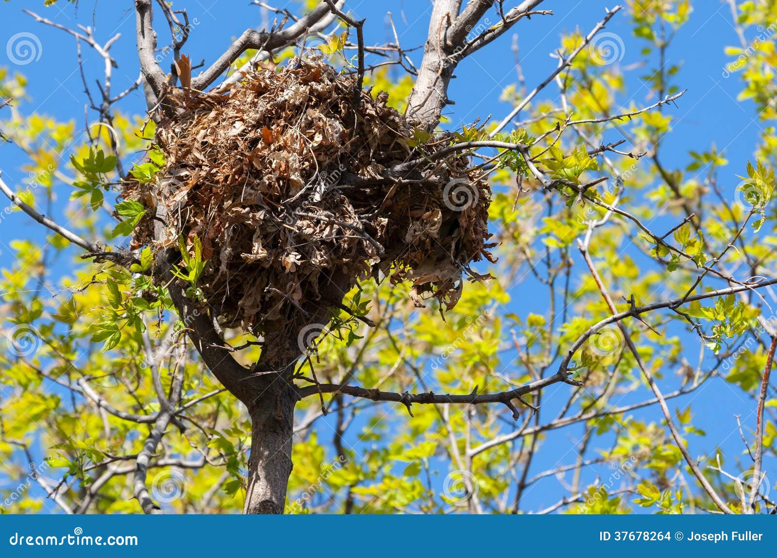 Tree Squirrel Nest High Up in a Tree Stock Photo - Image of nature ...