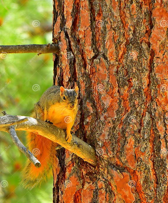 Tree Squirrel in a Pine Tree, Montana. Stock Photo - Image of tree ...