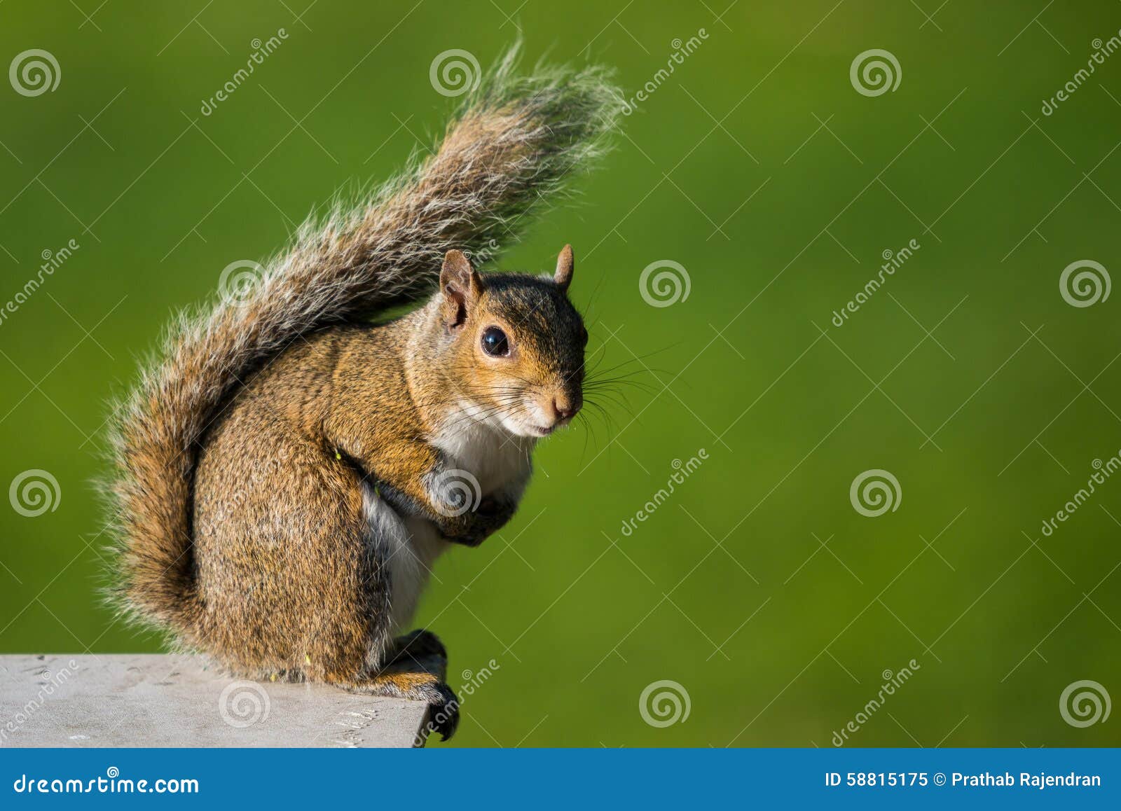 Tree squirrel stock image. Image of close, closeup, grasp - 58815175
