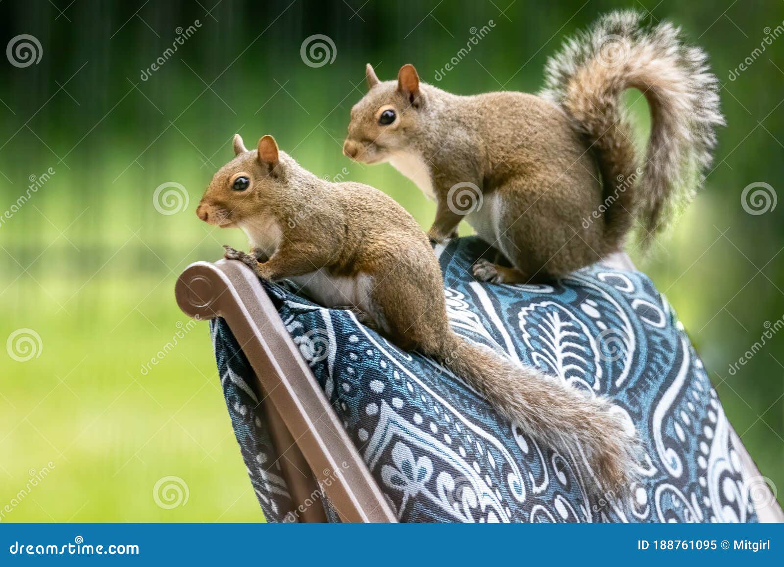 Tree Squirrels Perched on an Outdoor Chair Stock Image - Image of ...