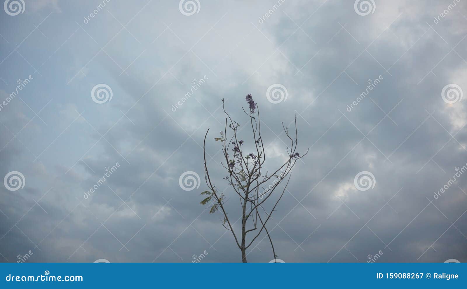 Tree Stalk Isolated on Dark Sky Background Stock Image - Image of dark ...