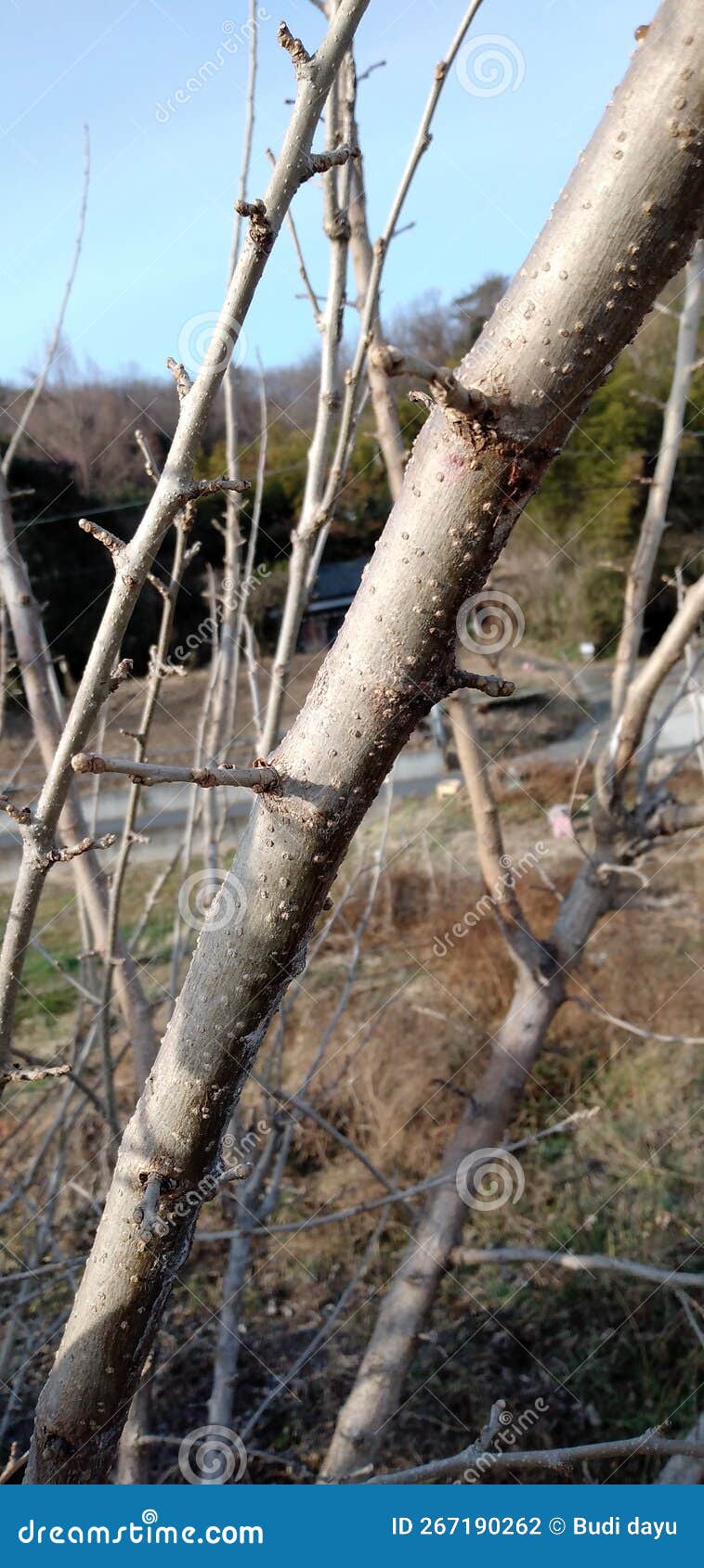 Tree stalk snow thorny stock photo. Image of snow, flower - 267190262
