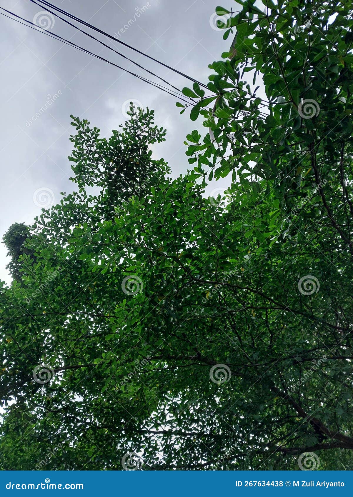 A Tree Stalk with Two Different Colored Leaves Stock Photo - Image of ...