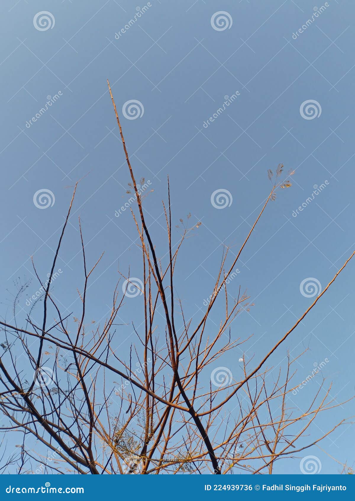 Tree Stalks during the day stock photo. Image of wallpaper - 224939736