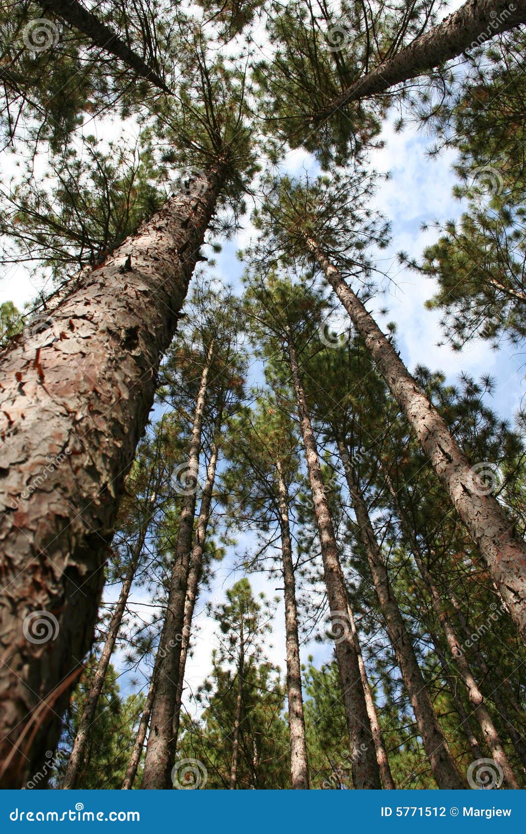 Tree Stand stock photo. Image of nature, pine, woods, backwoods - 5771512