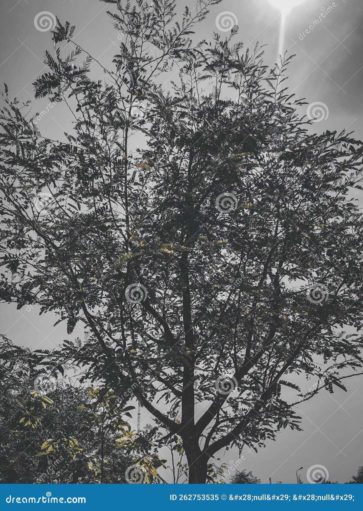 Tree Standar Firm in the World Stock Image - Image of standar, higher ...