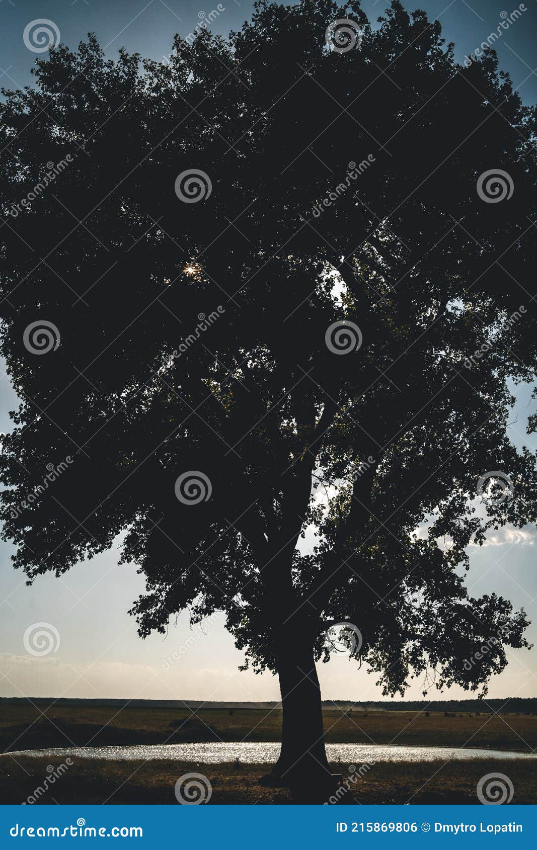 Big Lonely Tree in Field at Sunset Stock Photo - Image of single ...