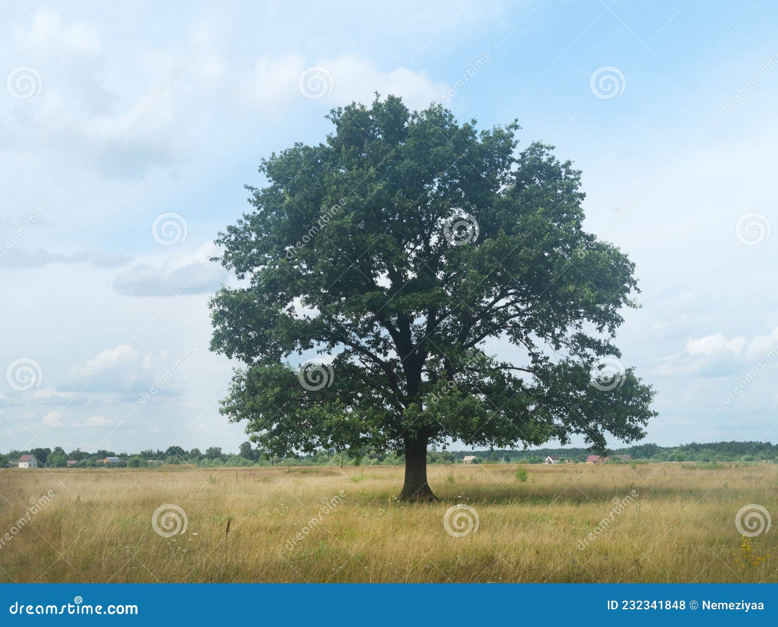 A Tree Standing Alone in a Field Stock Photo - Image of country, land ...