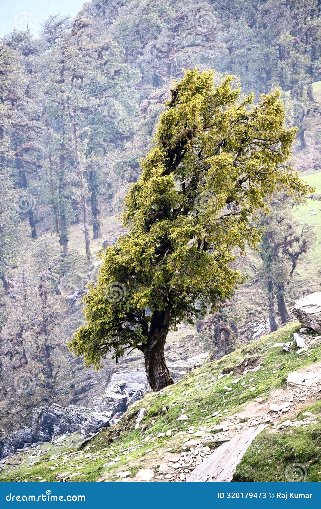 A Tree Standing Alone on the Slope of the Mountain, Depicts Its ...