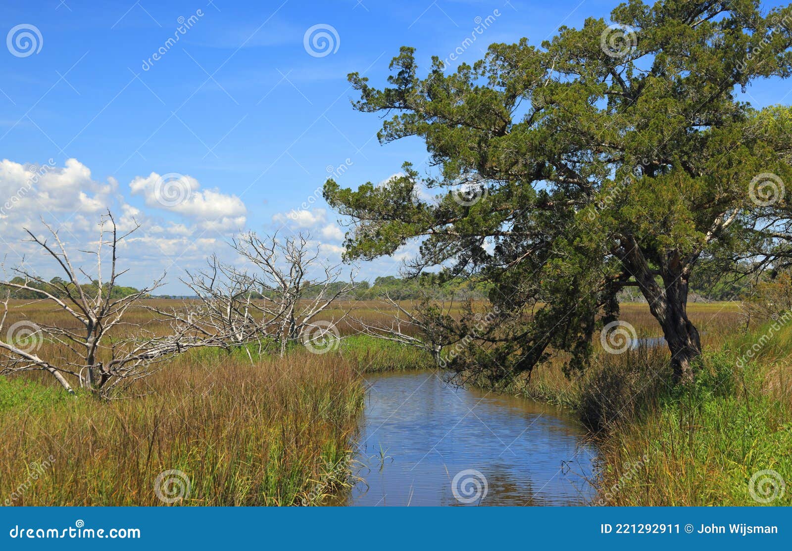 Tree Standing at the Edge of a Marsh Stock Image - Image of landscape ...