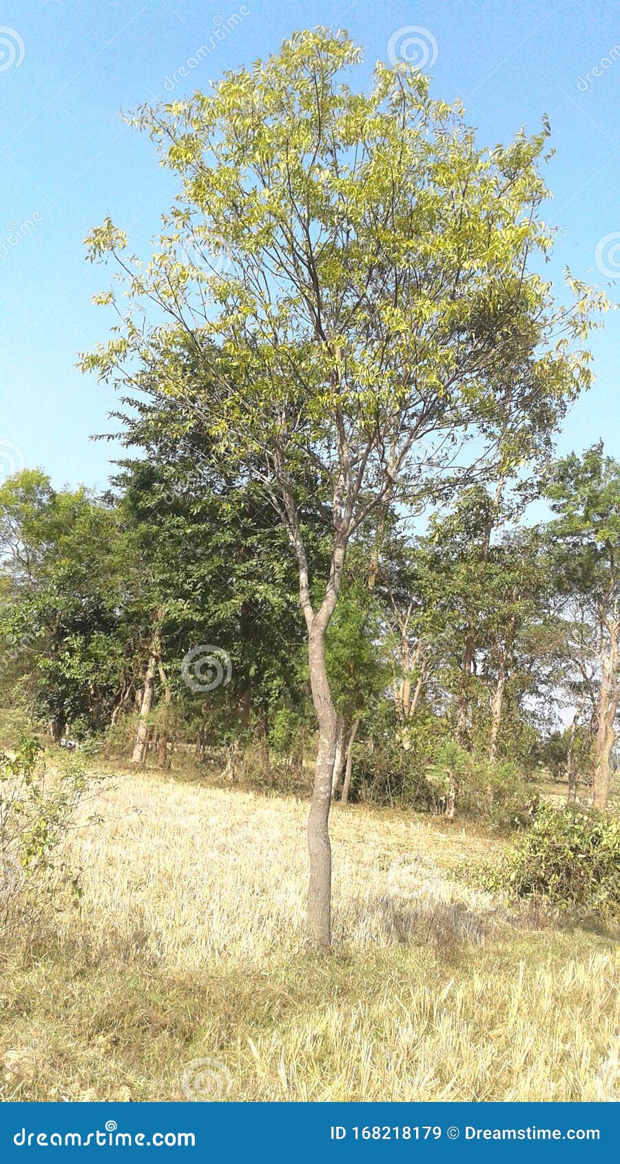 A Tree is Standing Inside Fields Stock Image - Image of rever, looking ...