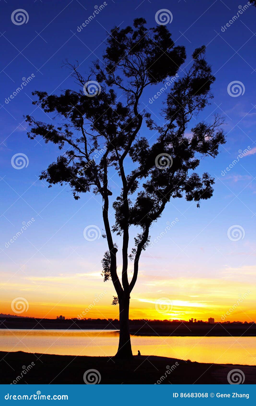 Tree at Dusk stock photo. Image of dusk, breathtaking - 86683068
