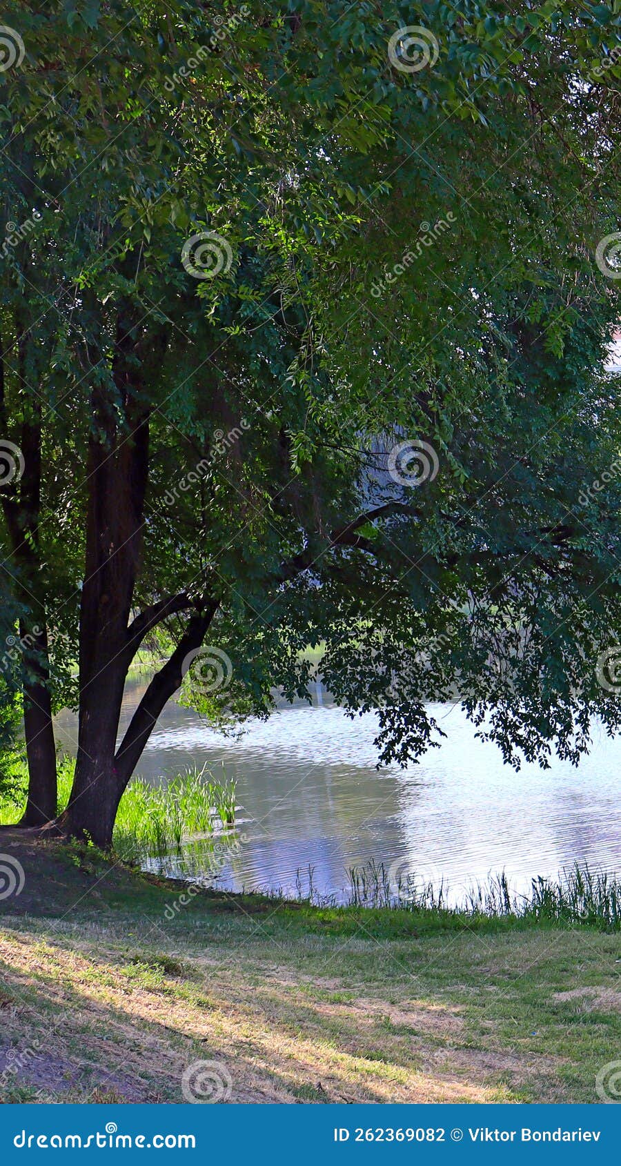 A Tree Standing Near the River Stock Photo - Image of green, mysterious ...