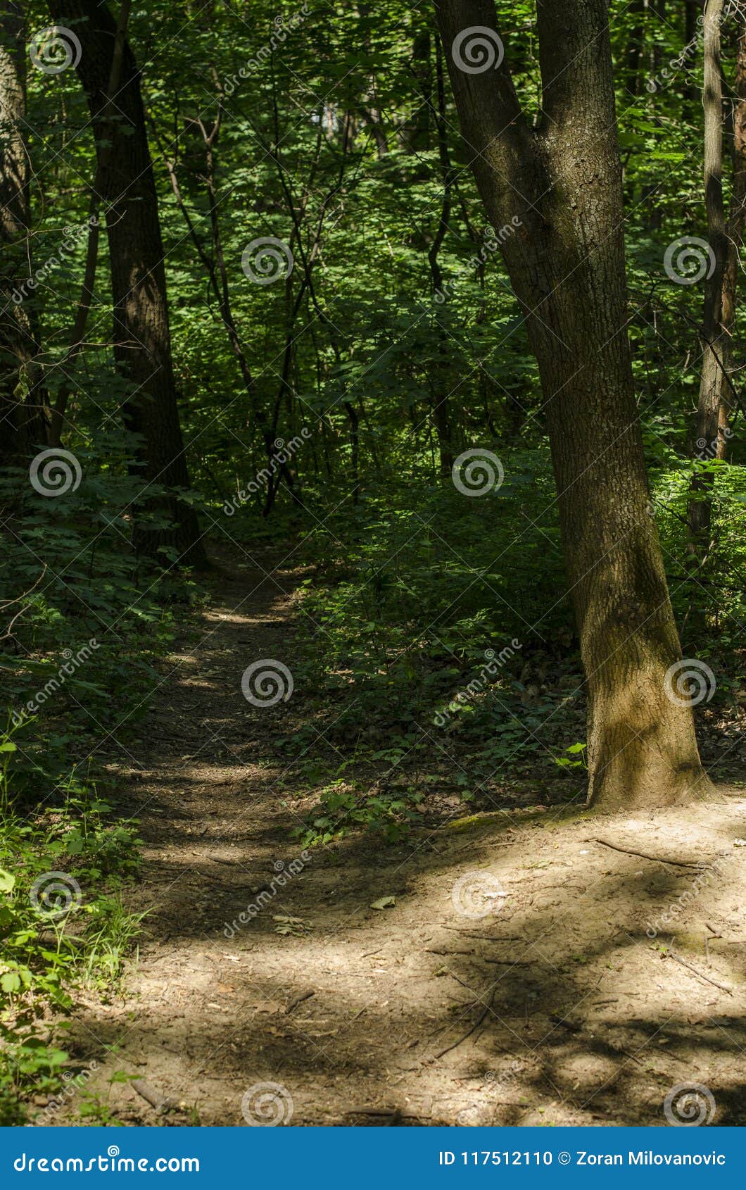 Tree Standing Next To a Forest Road Stock Photo - Image of nature ...