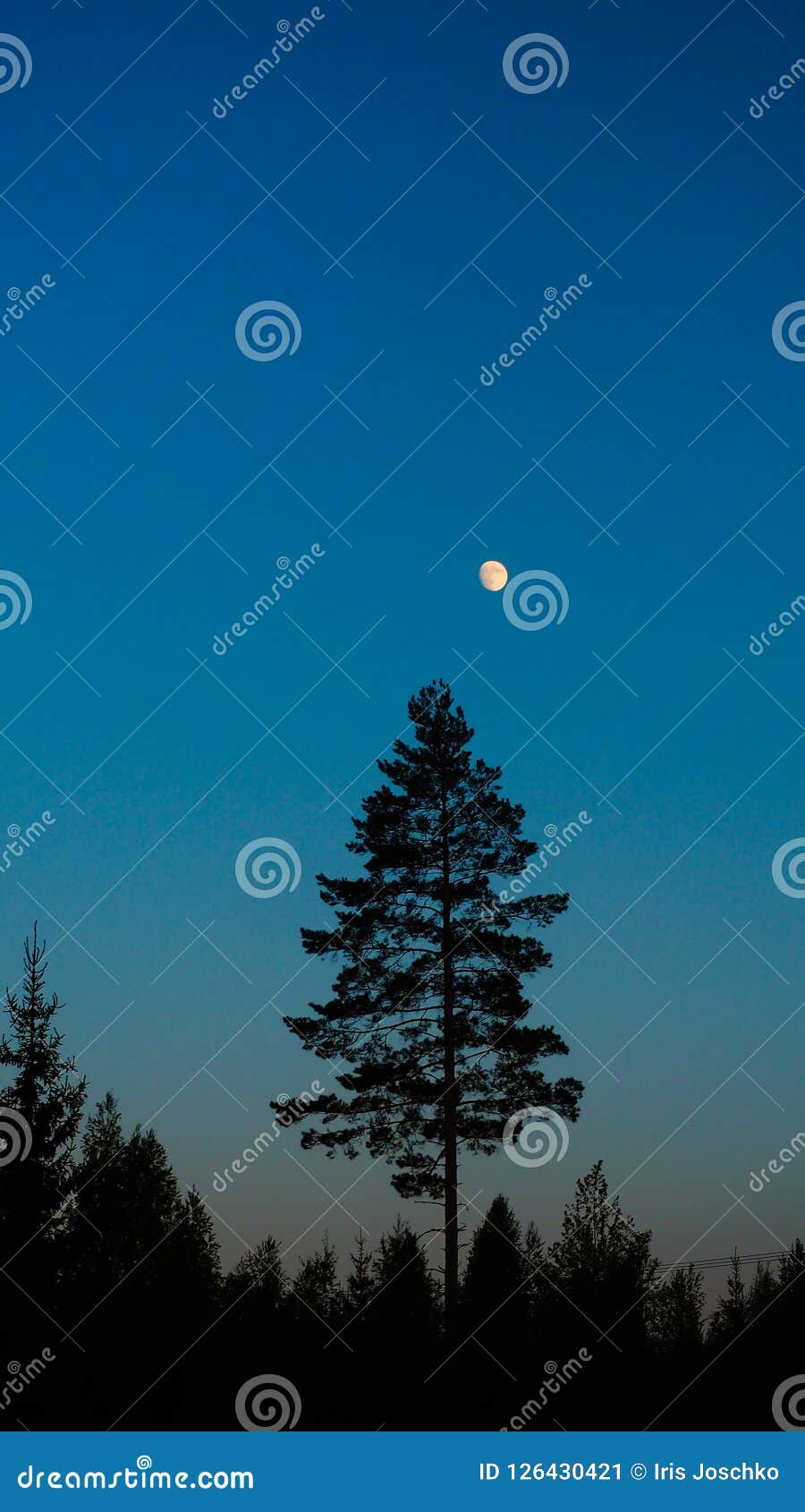 Outstanding Tree with Moon at Night Stock Image - Image of scenic ...