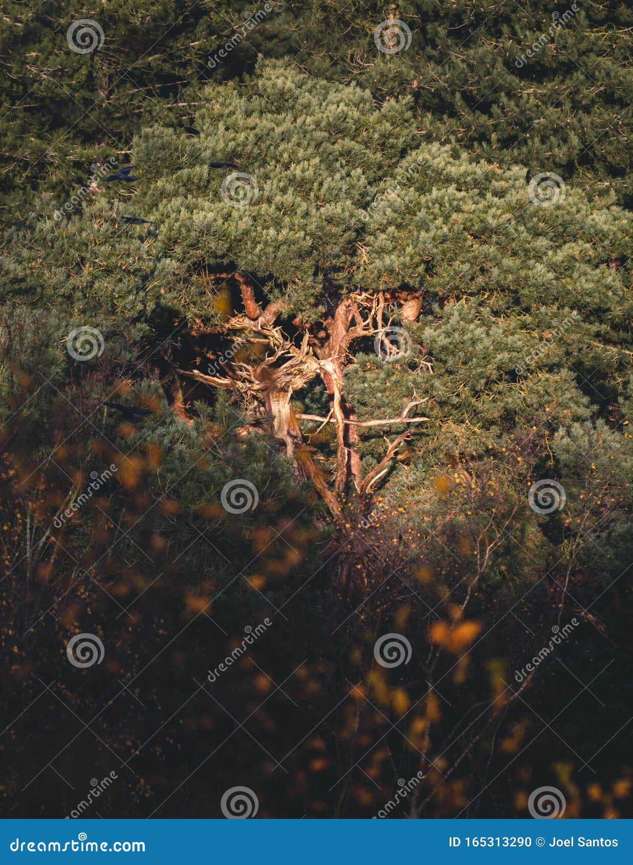 Tree Standing Out in Th Middle of the Forest Stock Photo - Image of ...