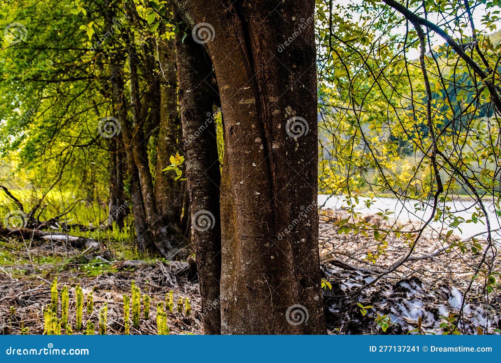 Tree Standing beside the River Stock Image - Image of tree, river ...
