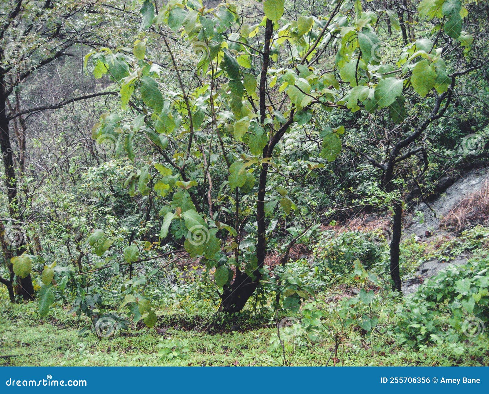 A Tree Standing on the Steep of a Mountain in Deep Forest Stock Photo ...