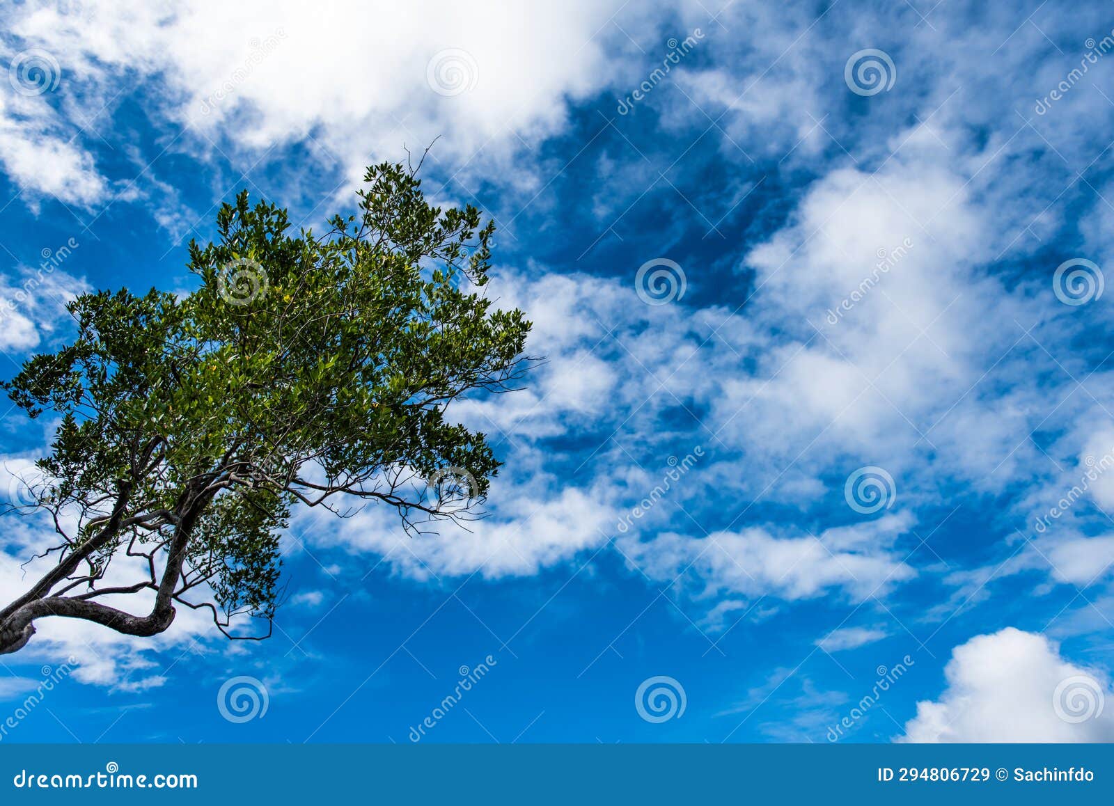 A Tree Standing Strong To the Sky Stock Image - Image of cloud, meadow ...