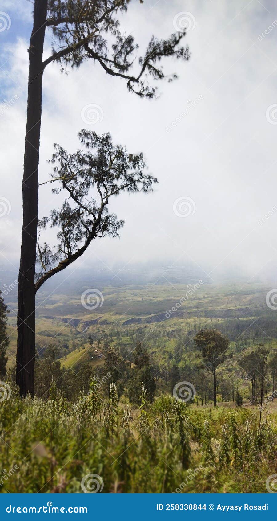 Tree Standing Tall on the Mountain so Beautiful Stock Photo - Image of ...