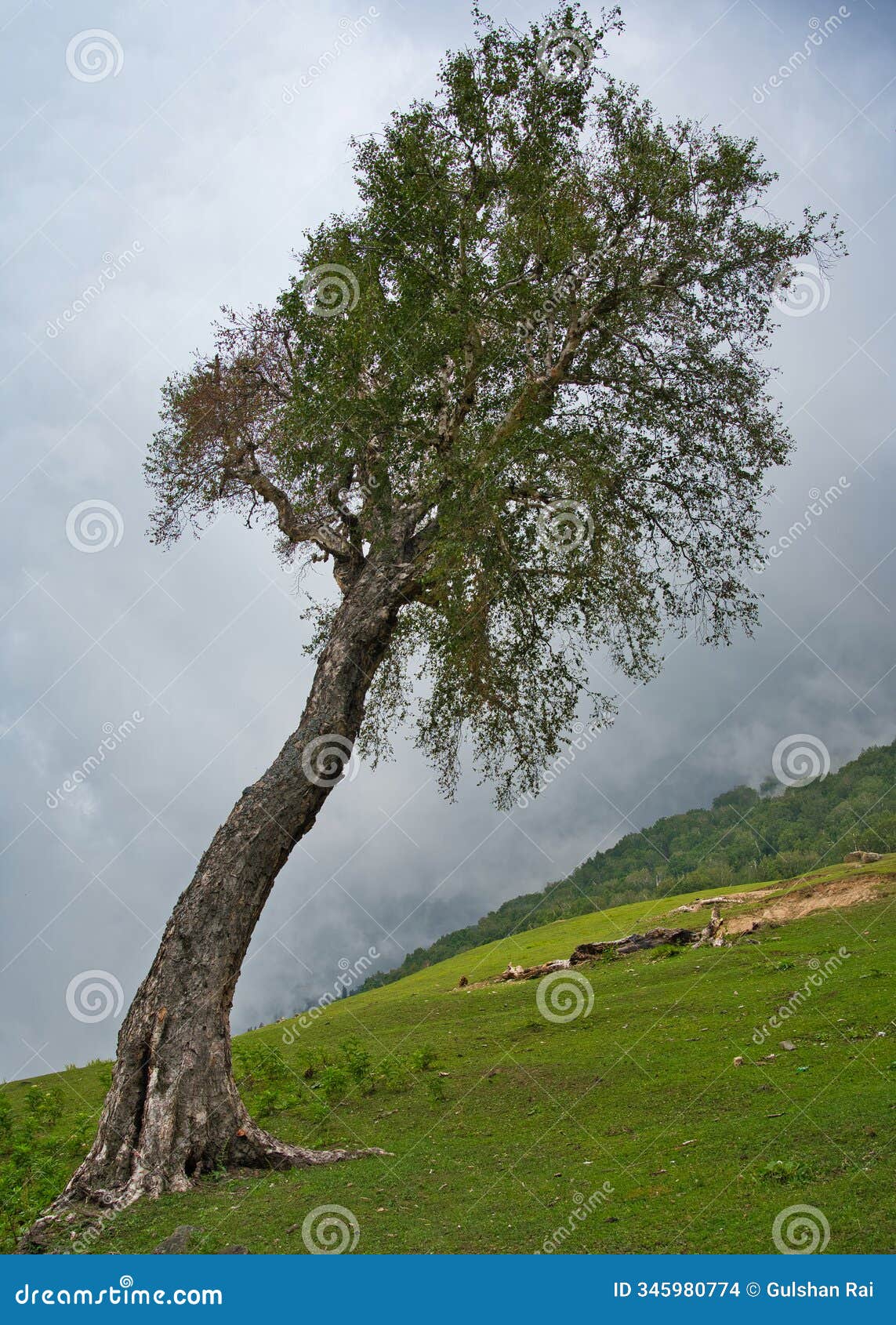 Tree Standing Tall in Mountains Stock Photo - Image of meadow, nature ...