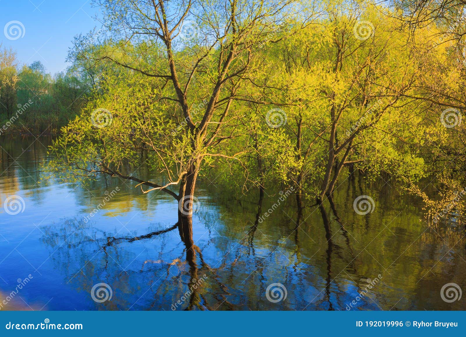 Tree Standing in Water during Spring Flood Stock Photo - Image of ...