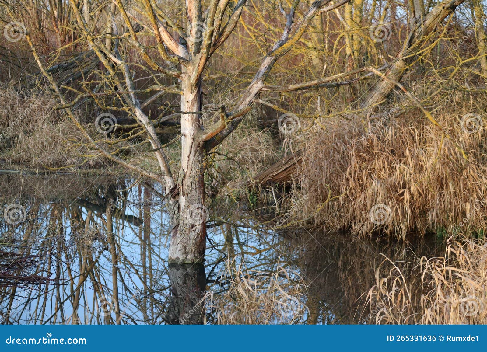 Drowned Tree stock photo. Image of impetuous, chipped - 265331636